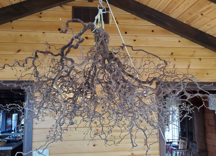 A Christmas tree without needles? | News, Sports, Jobs - The Express